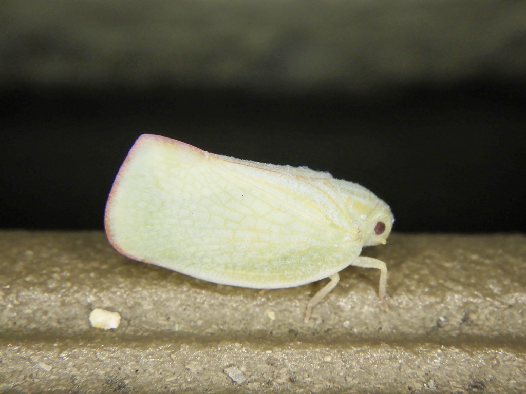 Geisha distinctissima from 小橋, 舞鶴市, 京都府, JP on September 2, 2023 at 10: ...