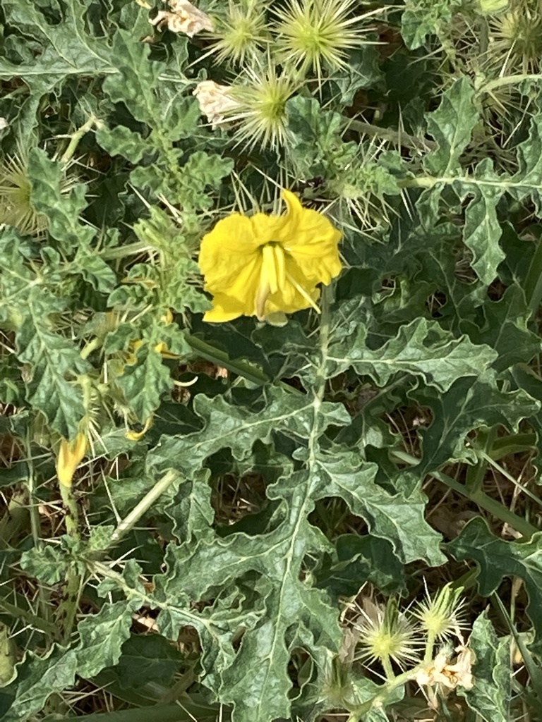 buffalo-bur from Vinson Rd, Garland, TX, US on September 2, 2023 at 10: ...