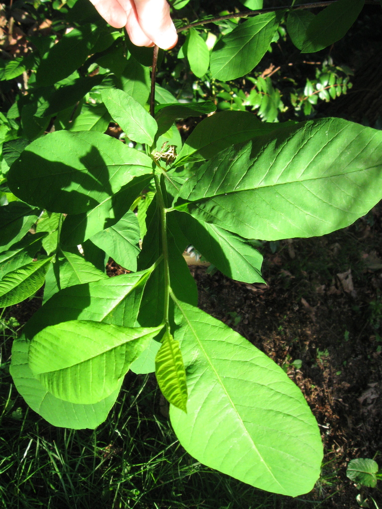 Oso Berry (Edgewood My Plants) · iNaturalist