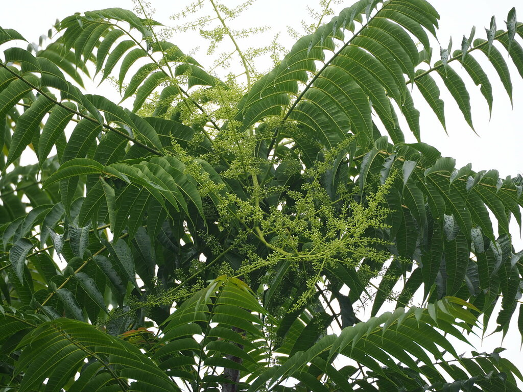 Tun tree from 台灣台北 on June 11, 2023 at 10:32 AM by 葉子 · iNaturalist