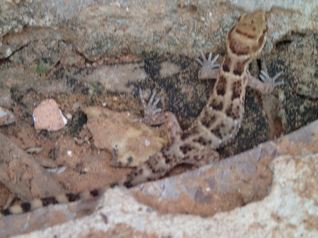 Northern Broad-headed Gecko from HQ, Teniente Agripino Enciso National ...