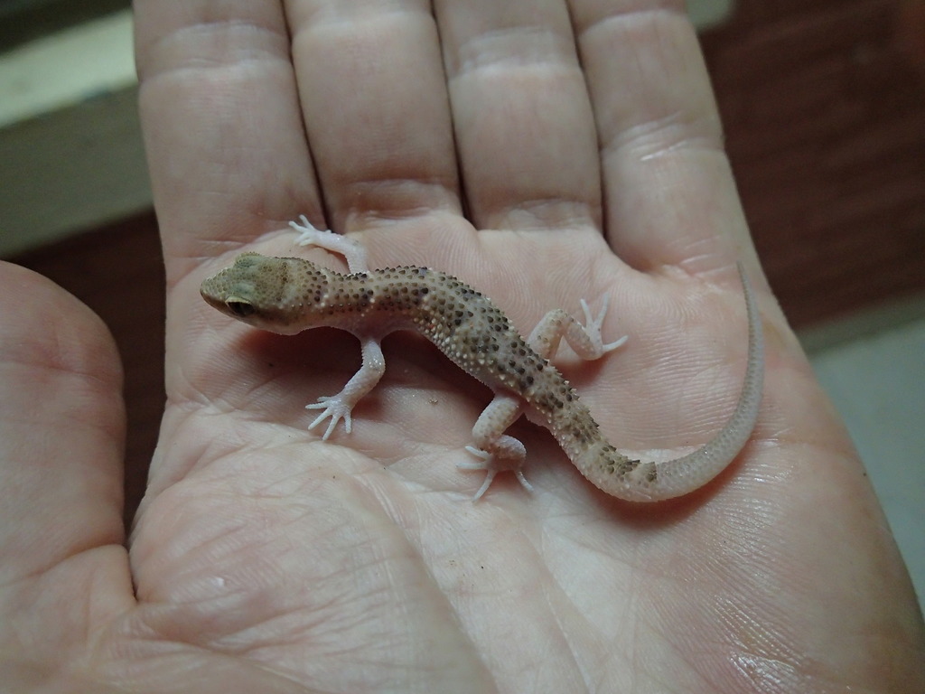 Northern Broad-headed Gecko from HQ, Teniente Agripino Enciso National ...