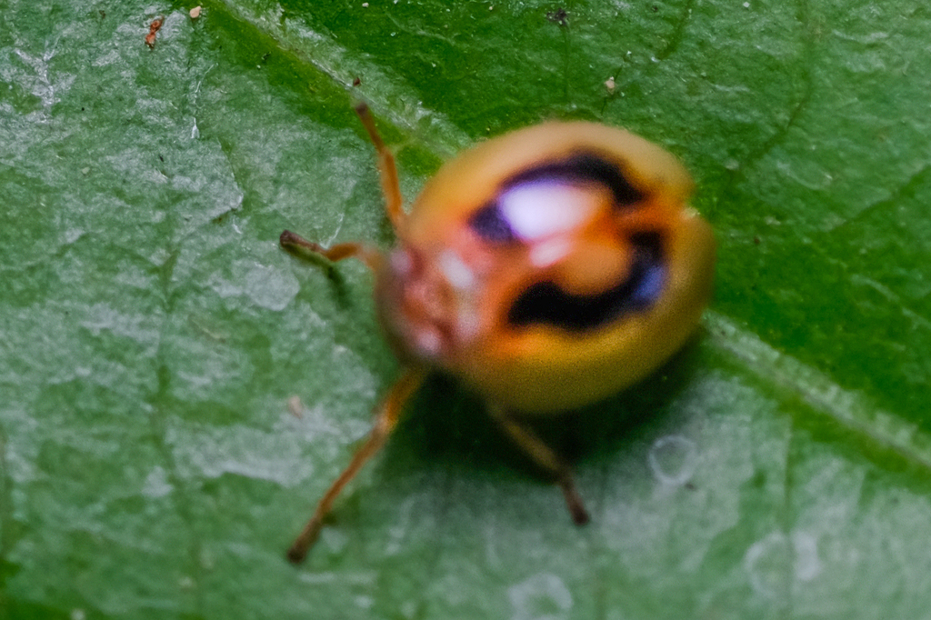 Winged and Once-winged Insects from Mengla County, Xishuangbanna Dai ...