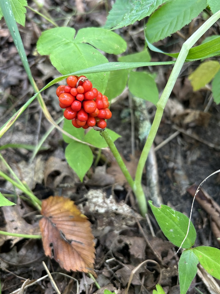 Jack-in-the-Pulpit from Seidman Park, Ada, MI, US on September 2, 2023 ...