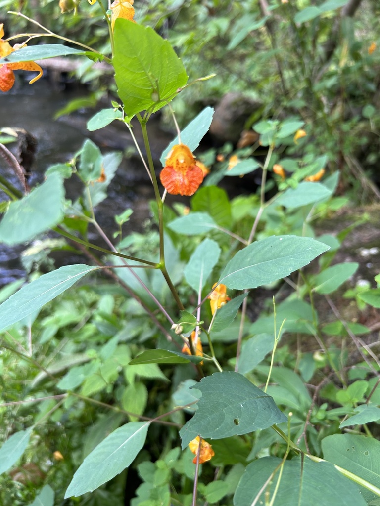 common jewelweed from Seidman Park, Ada, MI, US on September 2, 2023 at ...