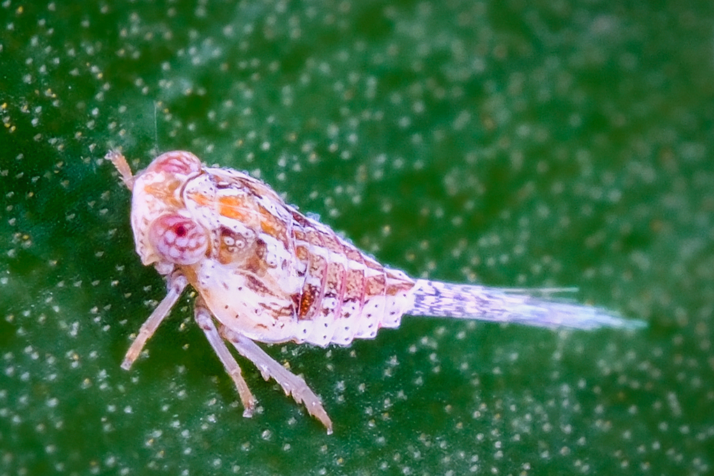 Issid Planthoppers from Langkawi, Kedah, Malaysia on August 13, 2023 at ...