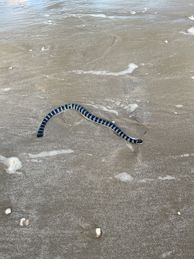 Chinese Sea Krait in January 2023 by Nakatada Wachi · iNaturalist