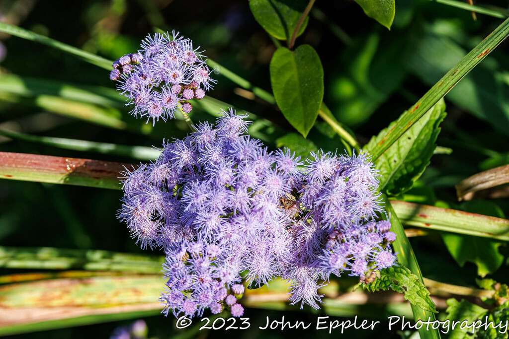 blue mistflower from Woodbridge, VA 22191, USA on September 1, 2023 at ...