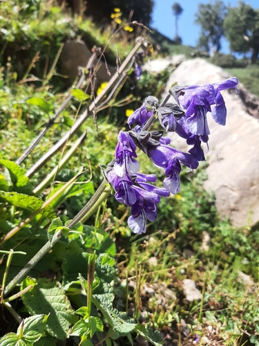 Salvia hians · iNaturalist United Kingdom