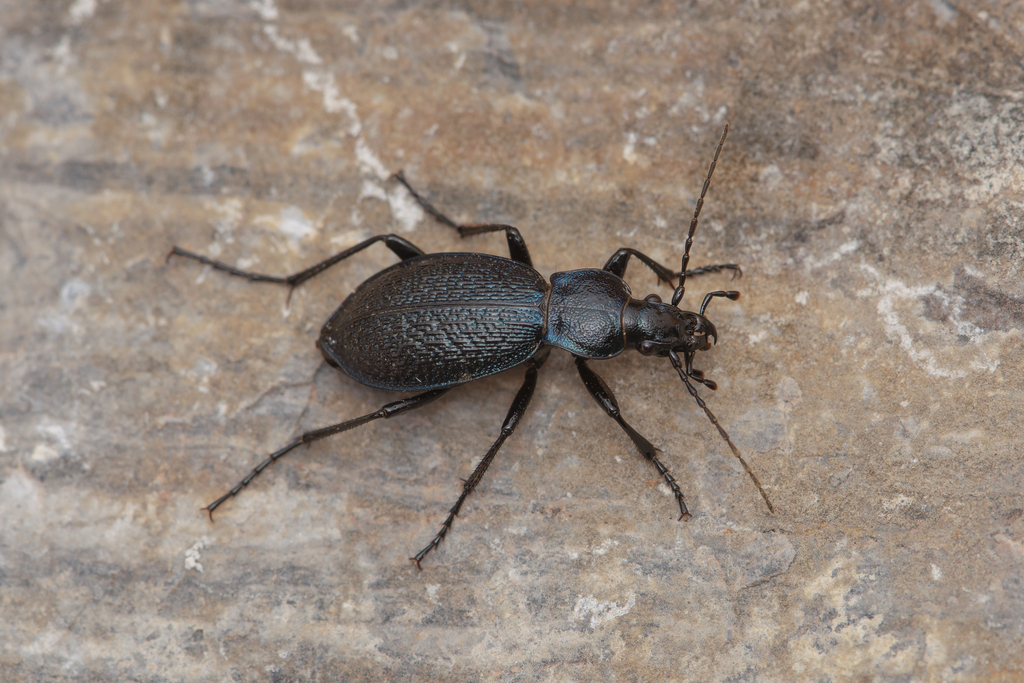 Carabus crassesculptus from Xinzhou, China on August 25, 2023 at 01:11 ...