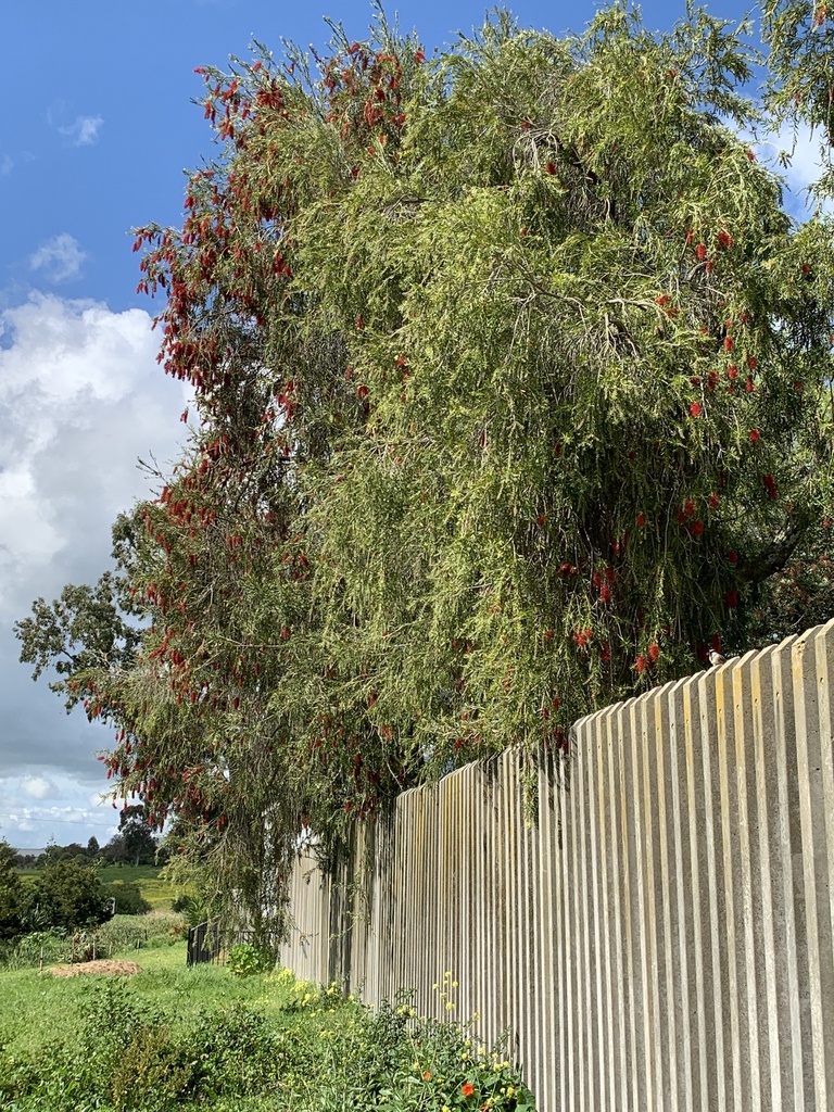 weeping bottlebrush from Hoof Street, Philadelphia, WC, ZA on September ...