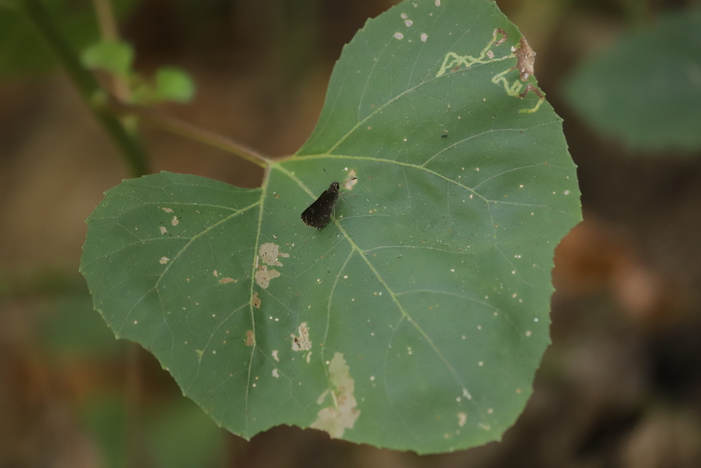Bell's Roadside-Skipper from Grayson County, TX, USA on September 2 ...
