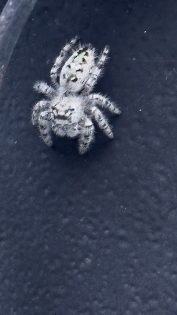 canopy jumping spider from Stewarts Ferry Pike, Nashville, TN, US on ...