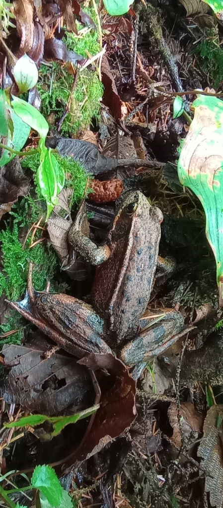 Northern Red-legged Frog in September 2023 by Eli Staton · iNaturalist