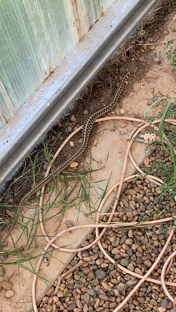Checkered Garter Snake from Oldham County, US-TX, US on August 28, 2023 ...