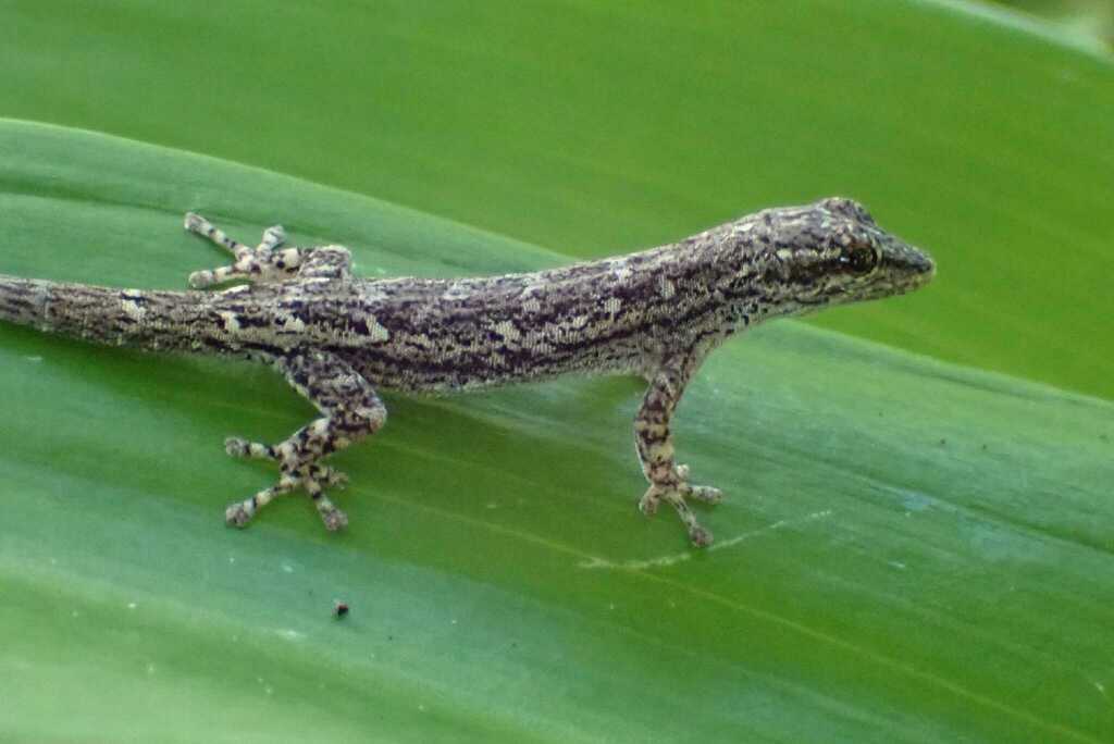 Common Dwarf Gecko from Lighthouse Reef, Paindane, Jangamo, Mozambique ...