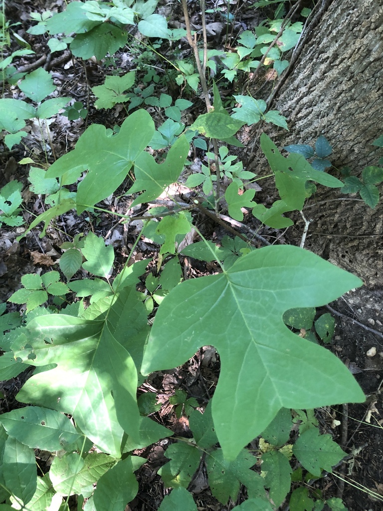tulip tree from Sunset Rd, Ann Arbor, MI, US on September 3, 2023 at 11 ...