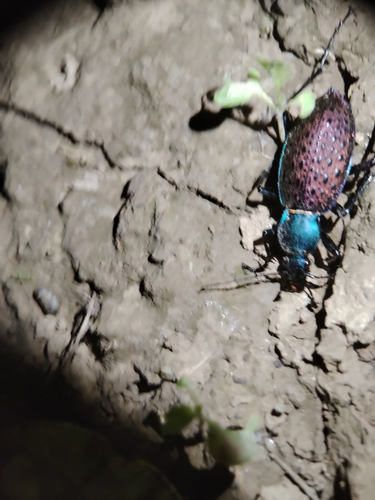 Carabus formosus from 陕西省西安市临潼区坞刘路 on September 2, 2023 at 08:58 PM by ...