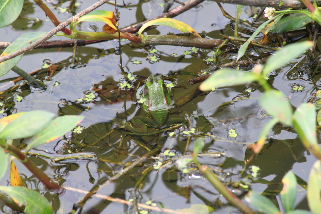 Eastern Golden Frog from 中国浙江省宁波市余姚市 on May 19, 2023 at 12:34 PM by MP ...