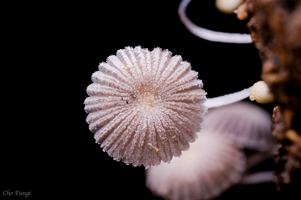 Coprinopsis bellula from Taiwan on August 24, 2023 at 11:16 PM by ...