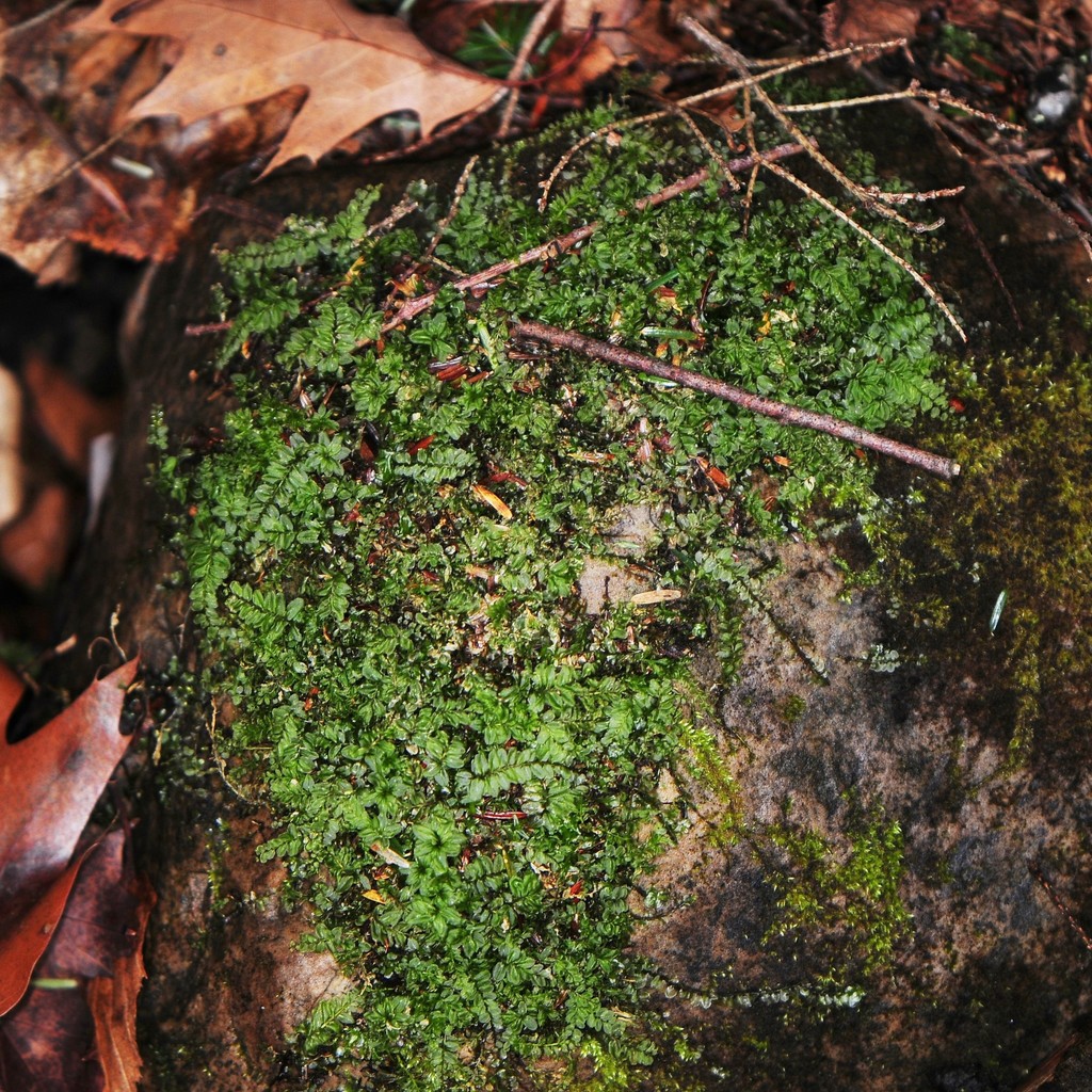 Wavy-leaf Moss (Plagiomnium ciliare) - Botanical Realm