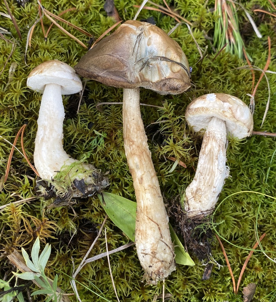 Ghost Bolete from Sawtooth National Forest, Clayton, ID, US on ...