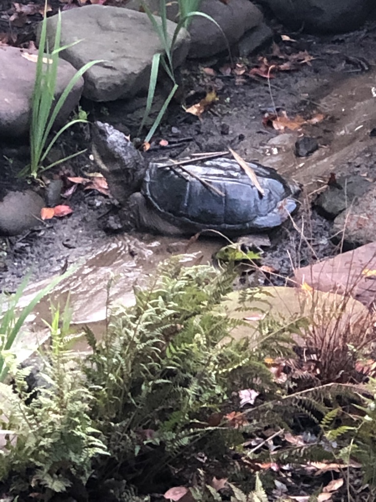 Common Snapping Turtle from Long Island, Bellport, NY, US on October 11 ...