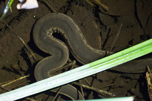 Aquatic File Snakes (Acrochordidae) - Snakes and Lizards