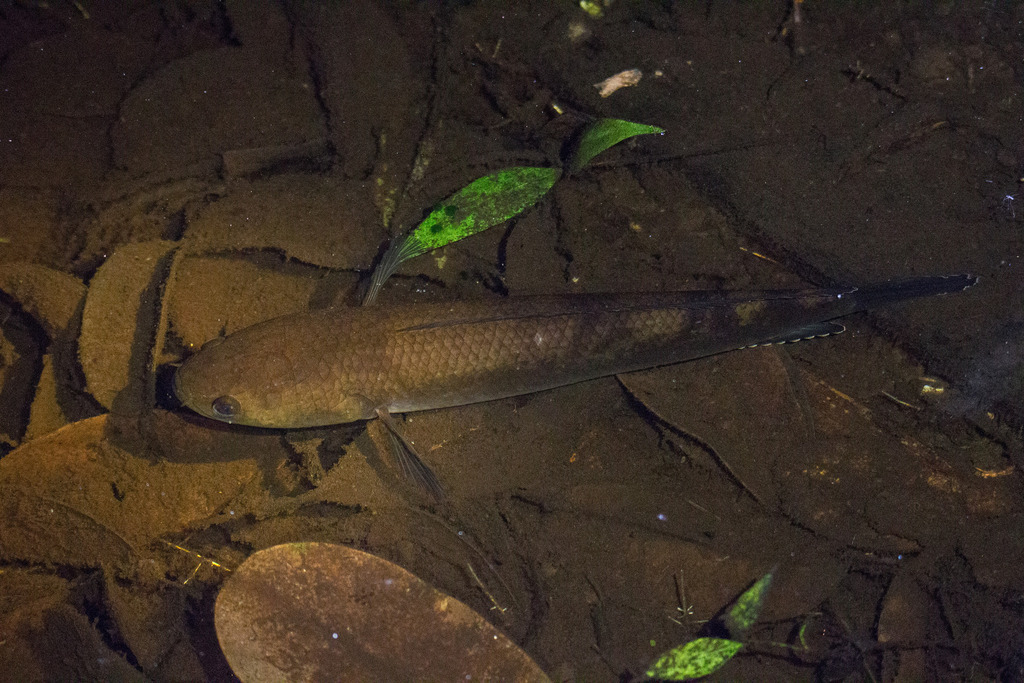 Black Snakehead from ตำบล ปูโยะ อำเภอ สุไหงโก-ลก นราธิวาส 96120 ประเทศ ...