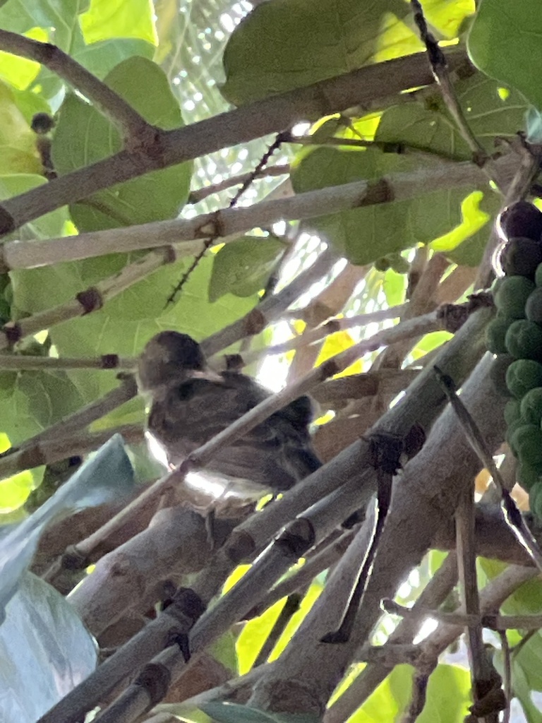 Pearly-eyed Thrasher from Guanica State Forest, Guánica, Puerto Rico ...