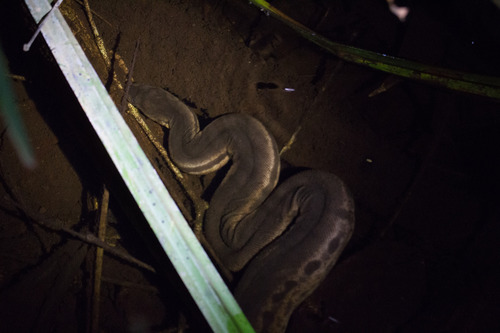 Aquatic File Snakes (Acrochordidae) - Snakes and Lizards