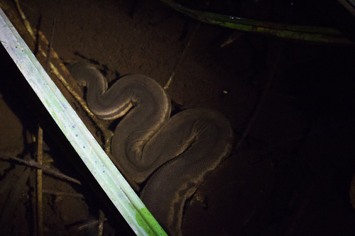 Aquatic File Snakes (Acrochordidae) - Snakes and Lizards