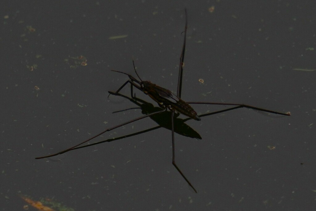Aquarius paludum paludum from 3460 Birkerød, Denmark on September 3 ...