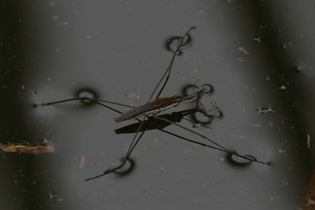 lake pondskater from 3460 Birkerød, Denmark on September 3, 2023 at 04: ...