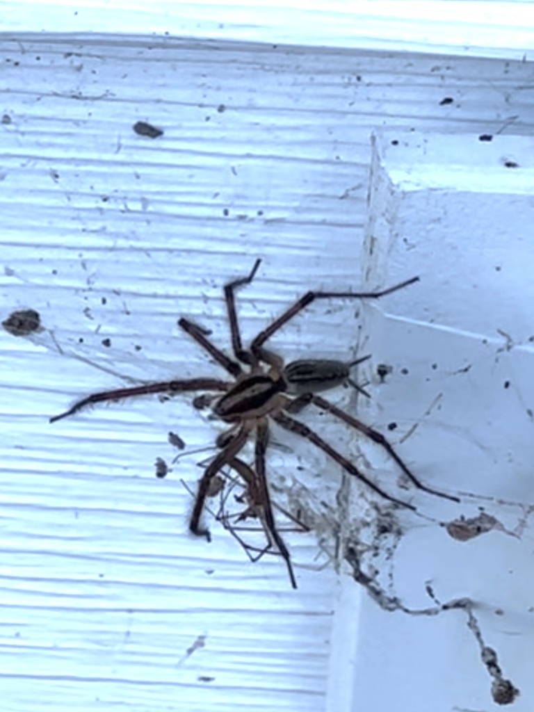 Grass Spiders from Lake Erie, OH, US on September 3, 2023 at 11:48 AM ...