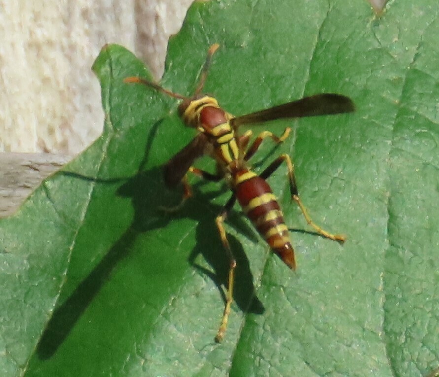 Guinea Paper Wasp from Dickinson, TX 77539, USA on September 3, 2023 at ...