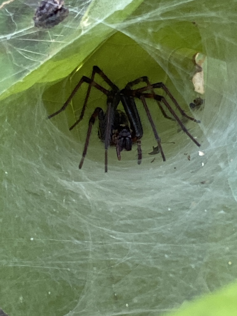 Grass Spiders from Todd Rd, Oxford, OH, US on September 3, 2023 at 11: ...