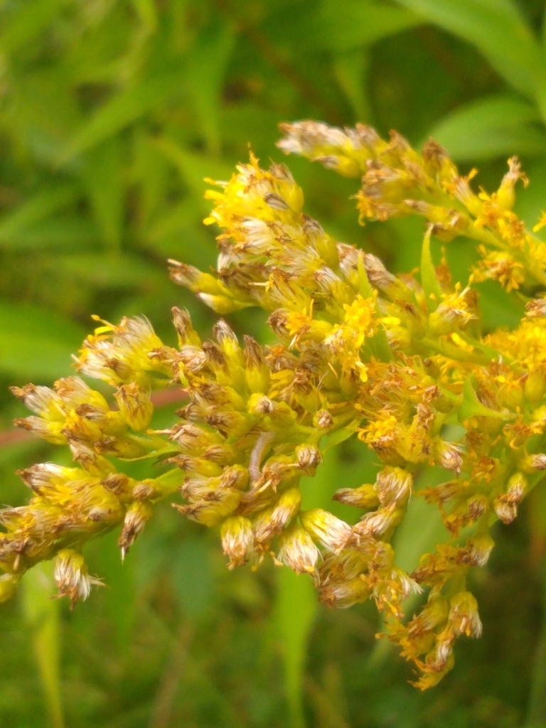 Mecaphesa from Sherbrooke, QC J1M 2K3, Canada on September 3, 2023 at ...