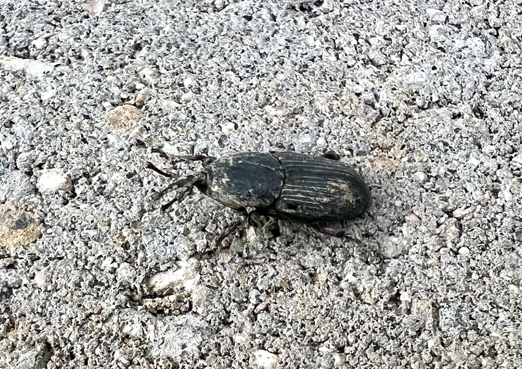 Sisal Weevil from Village at La Floresta, Brea, CA, US on September 3 ...