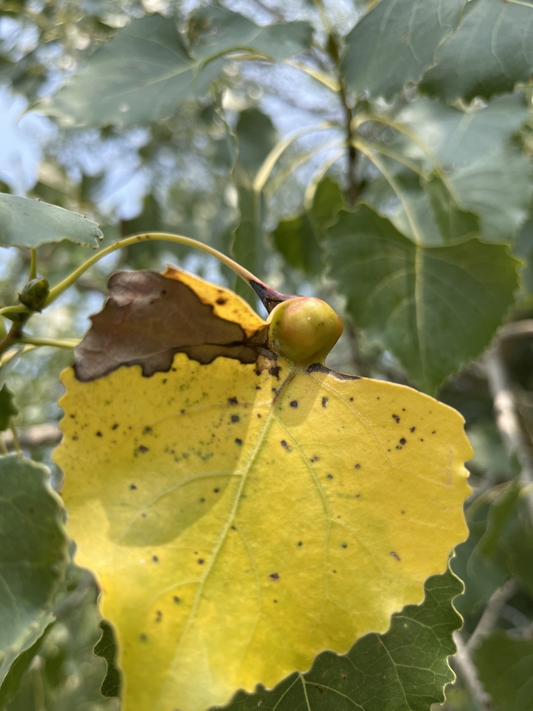 Poplar Leaf-base Gall from Peninsula Dr, Erie, PA, US on August 1, 2023 ...