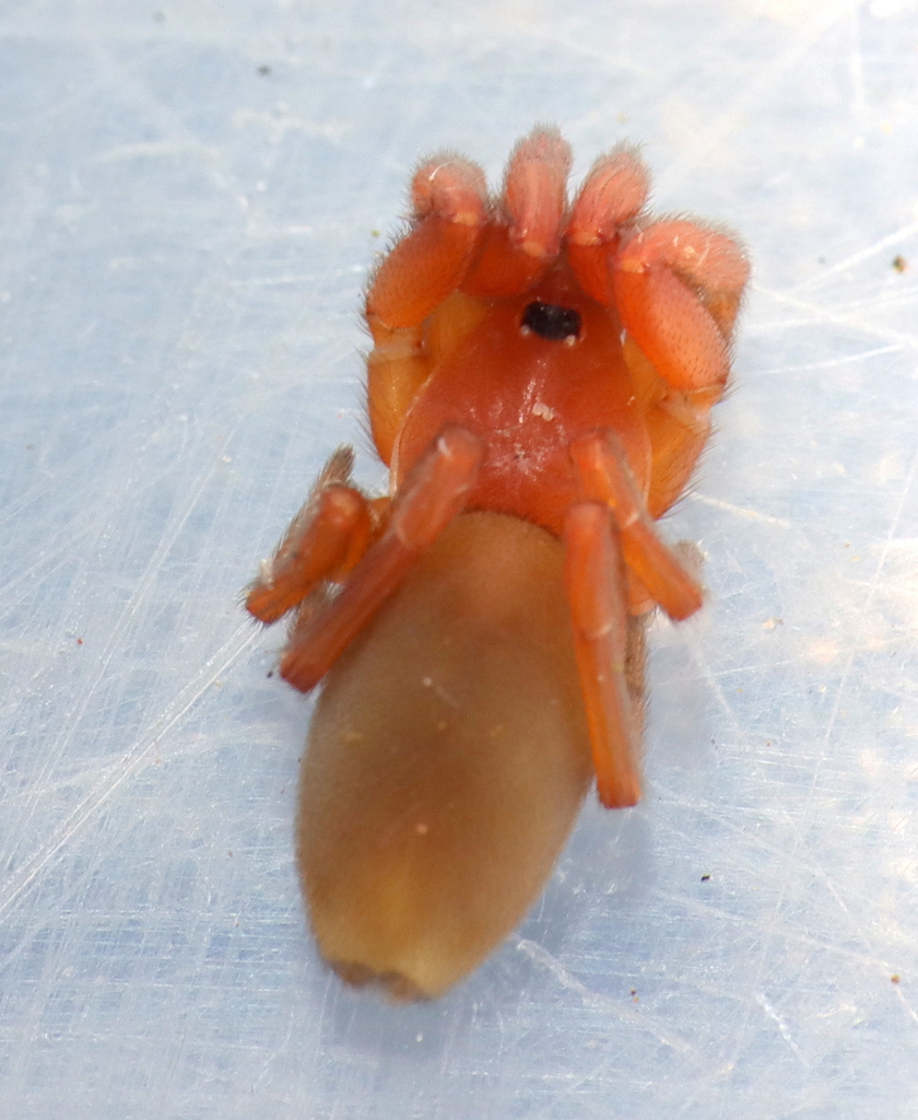 Eight-eyed Orange Lungless Spiders from West Coast District ...