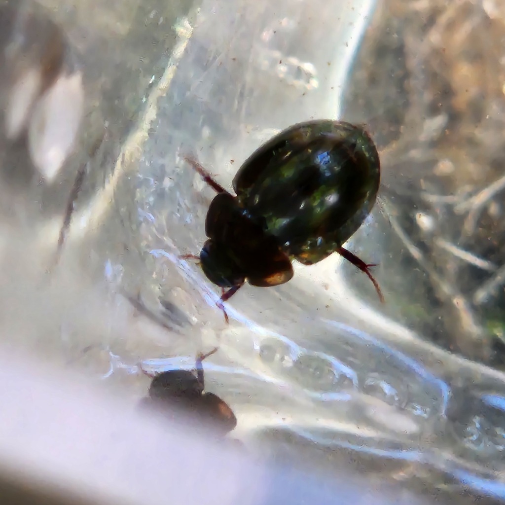 Limnohydrobius melaenus in September 2023 by bapplesauce · iNaturalist