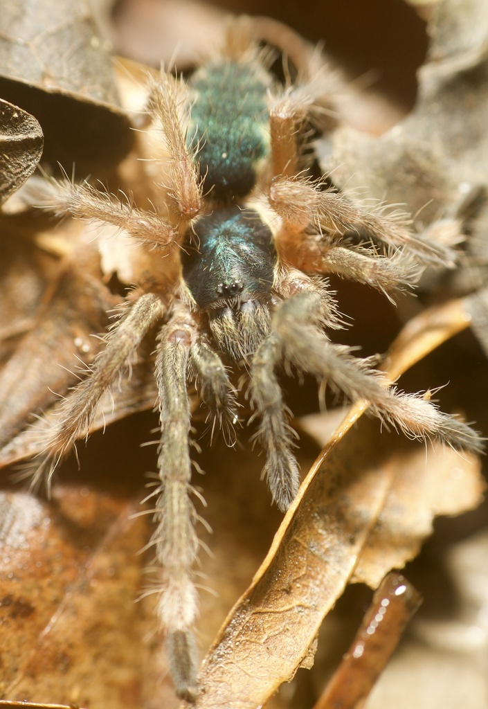Trinidad Olive Tarantula from Trinidad, Trinidad and Tobago, TT on ...