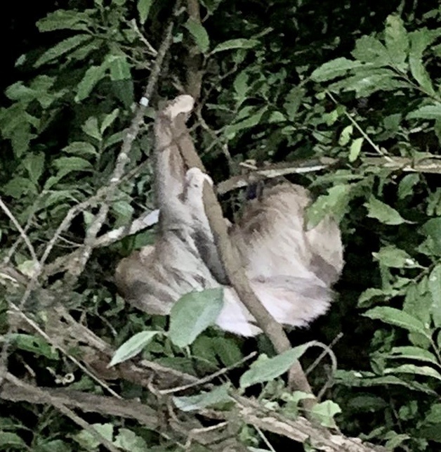 Linnaeus's Two-toed Sloth in September 2023 by TeamTzibim · iNaturalist