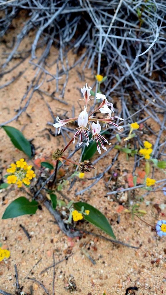 Pelargonium undulatum from Breede River DC, South Africa on September 2 ...
