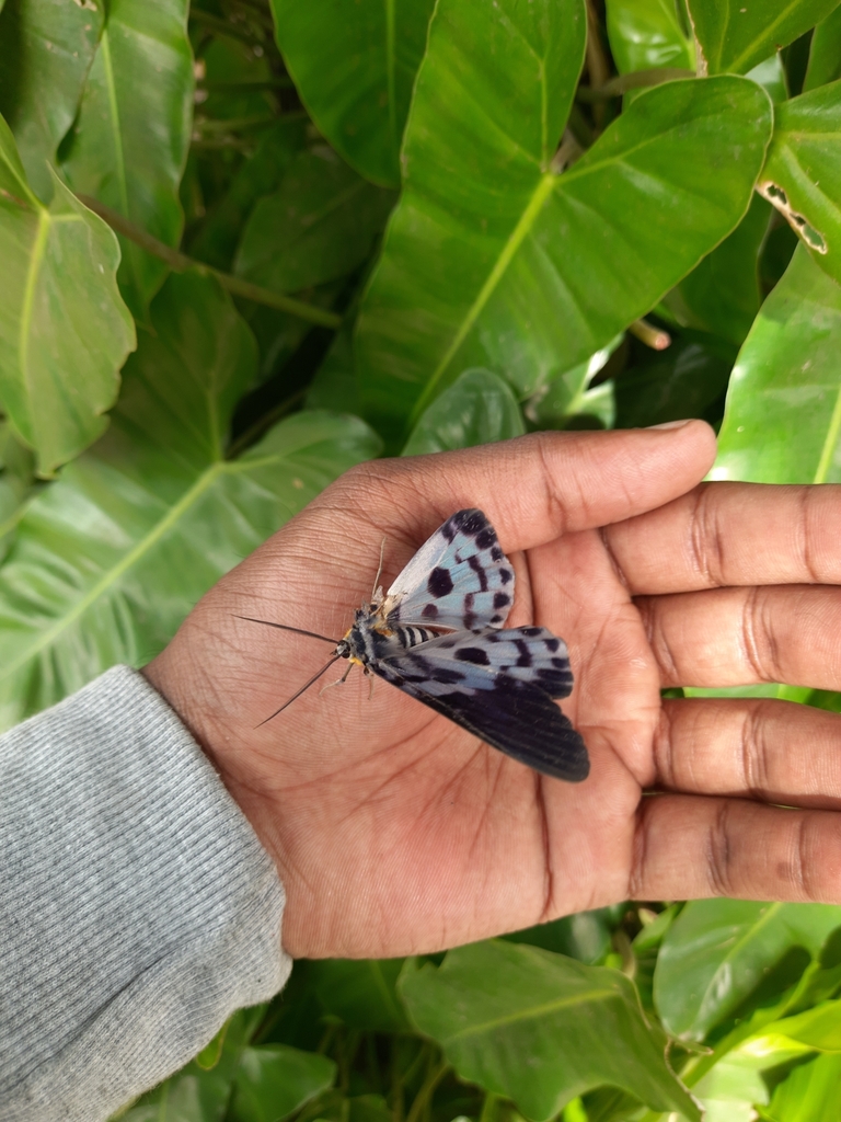 Blue Tiger Moth from capetown, H2QG+P63, Ovungal, Friend Ship Nagar ...
