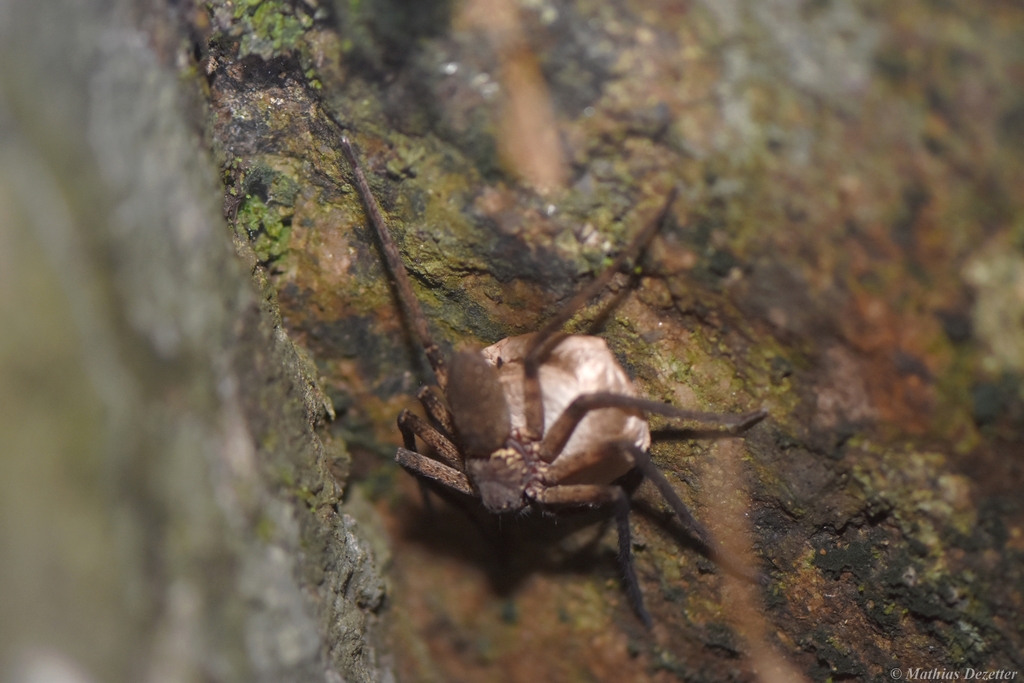 Pantropical Huntsman Spider in August 2023 by mathias_dezetter ...