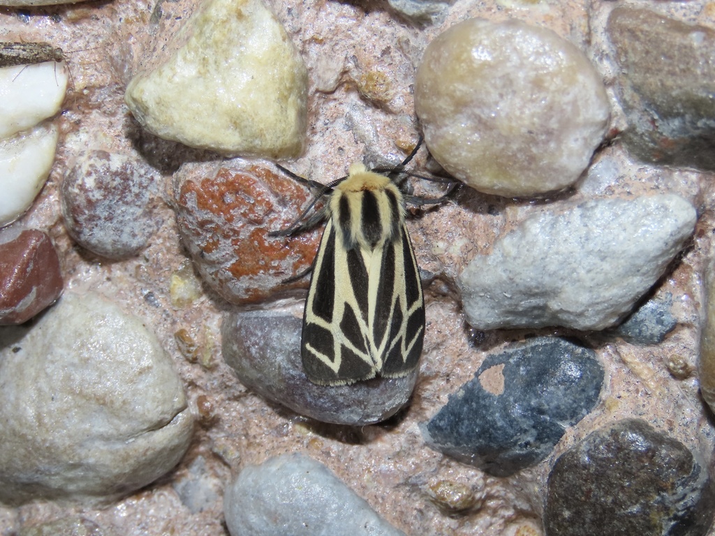 Apantesis in September 2023 by Josh Emm · iNaturalist