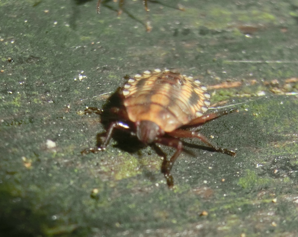 Cyclopelta from 台灣彰化縣 on September 3, 2023 at 10:20 AM by r88621108 ...