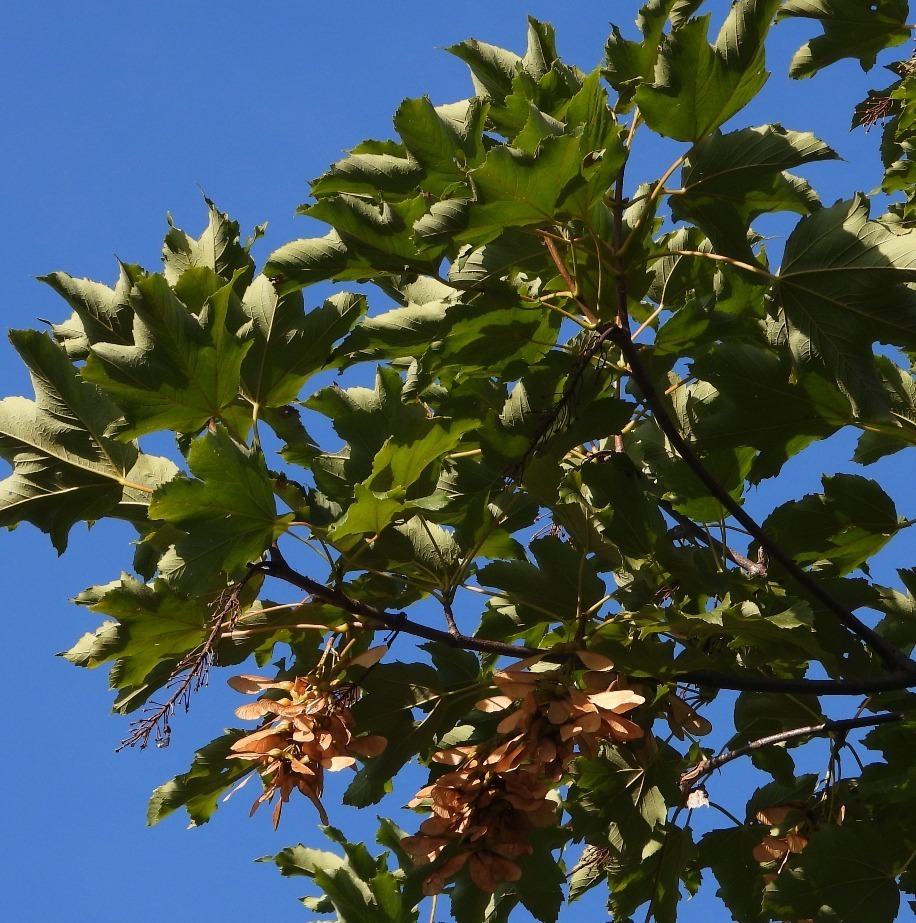 sycamore maple from Angrogna Martel - TO - Italia on September 3, 2023 ...